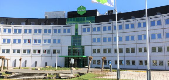 Avebe concludes potato campaign - Avebe